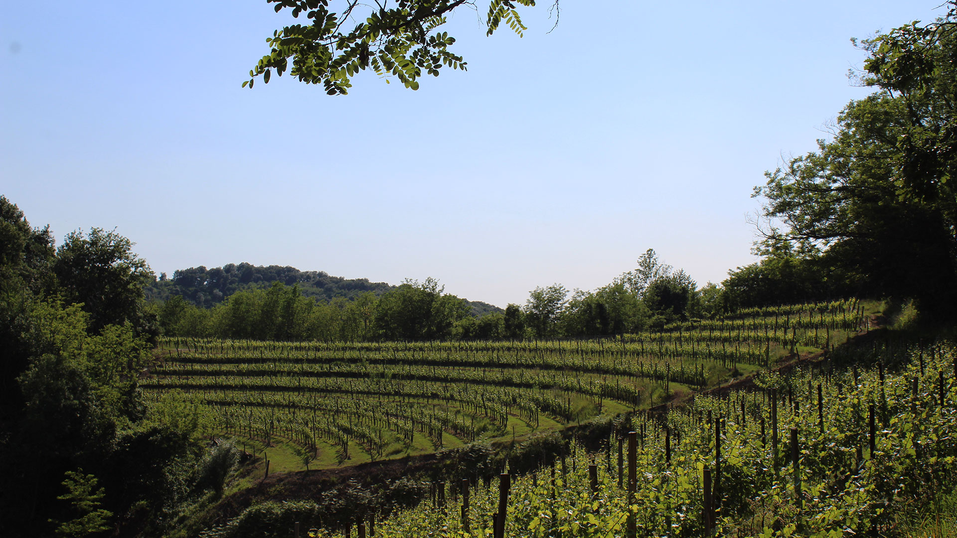 La DOC Collio - Tercic Wines