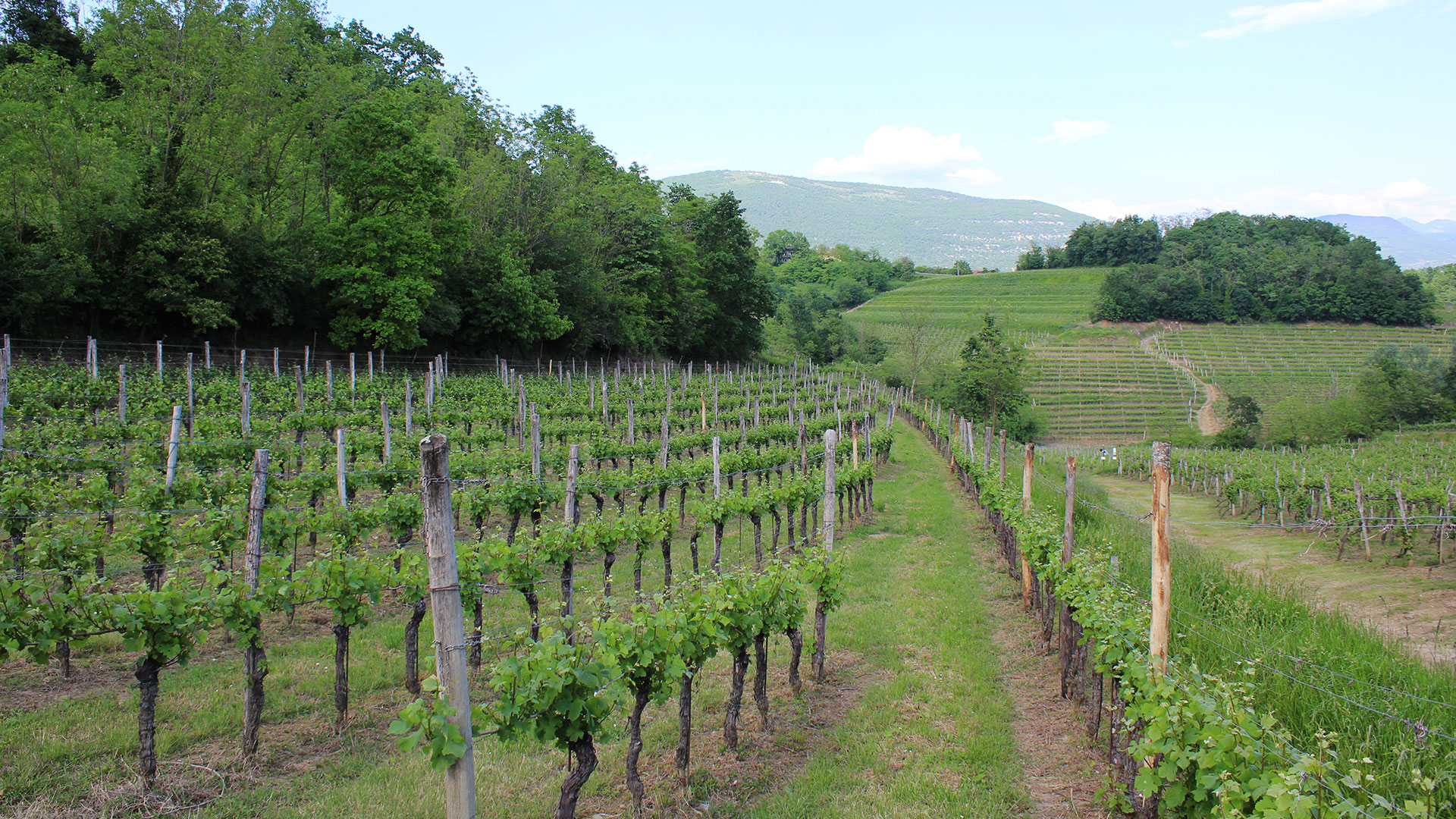 The Collio DOC - Tercic Wines